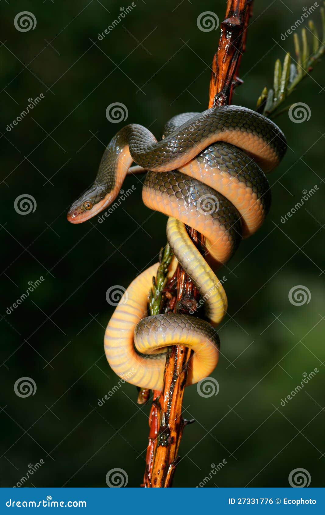 Het Huisslang Van De Dageraad Stock Foto - Image of dier, reptiel: 27331776