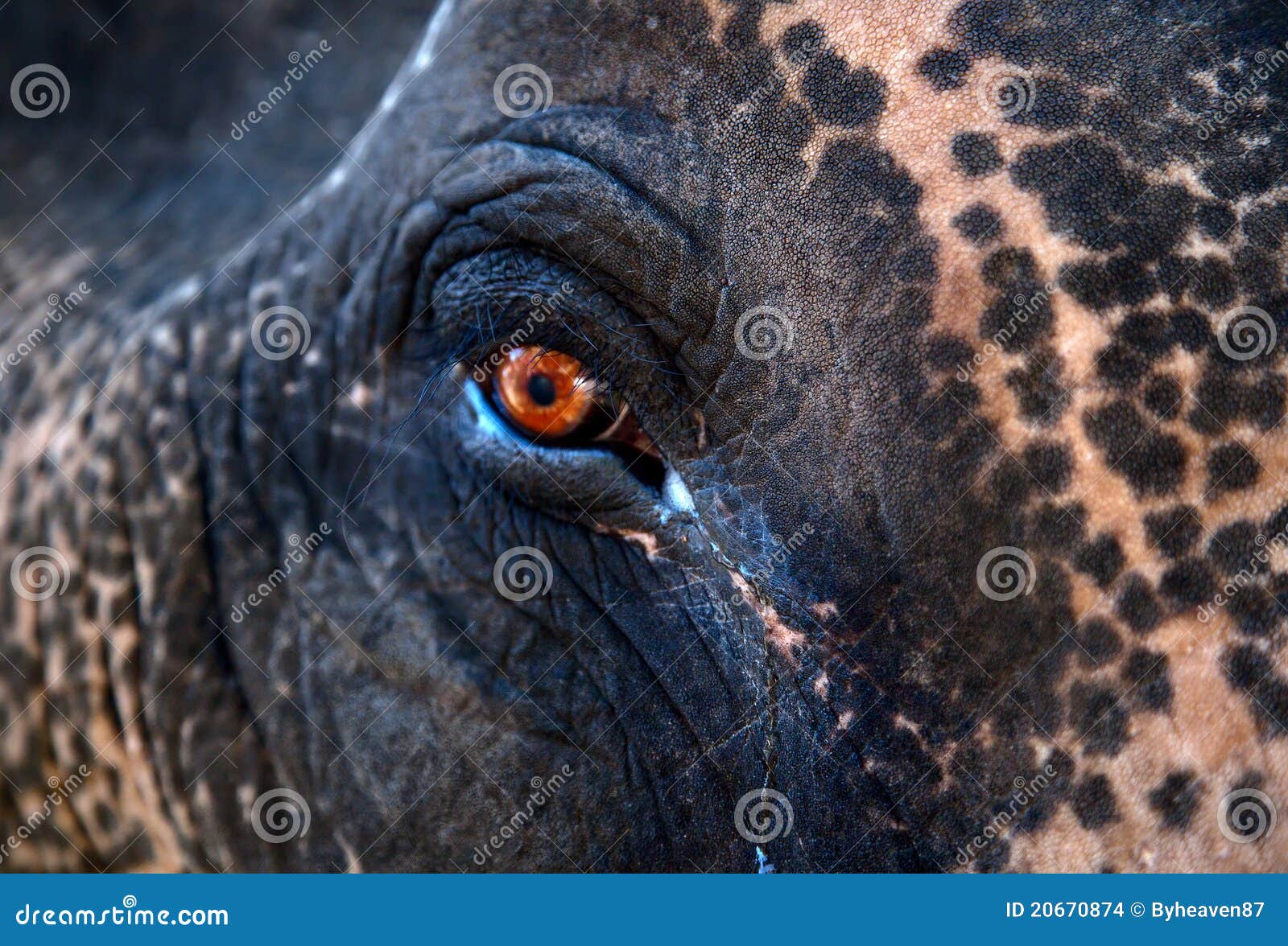 Het Indische Oog Van De Olifant Stock Foto - Image of openlucht ...
