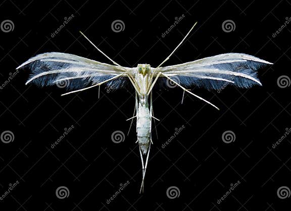 Het insect van Christus stock foto. Image of macro, groen - 3172044