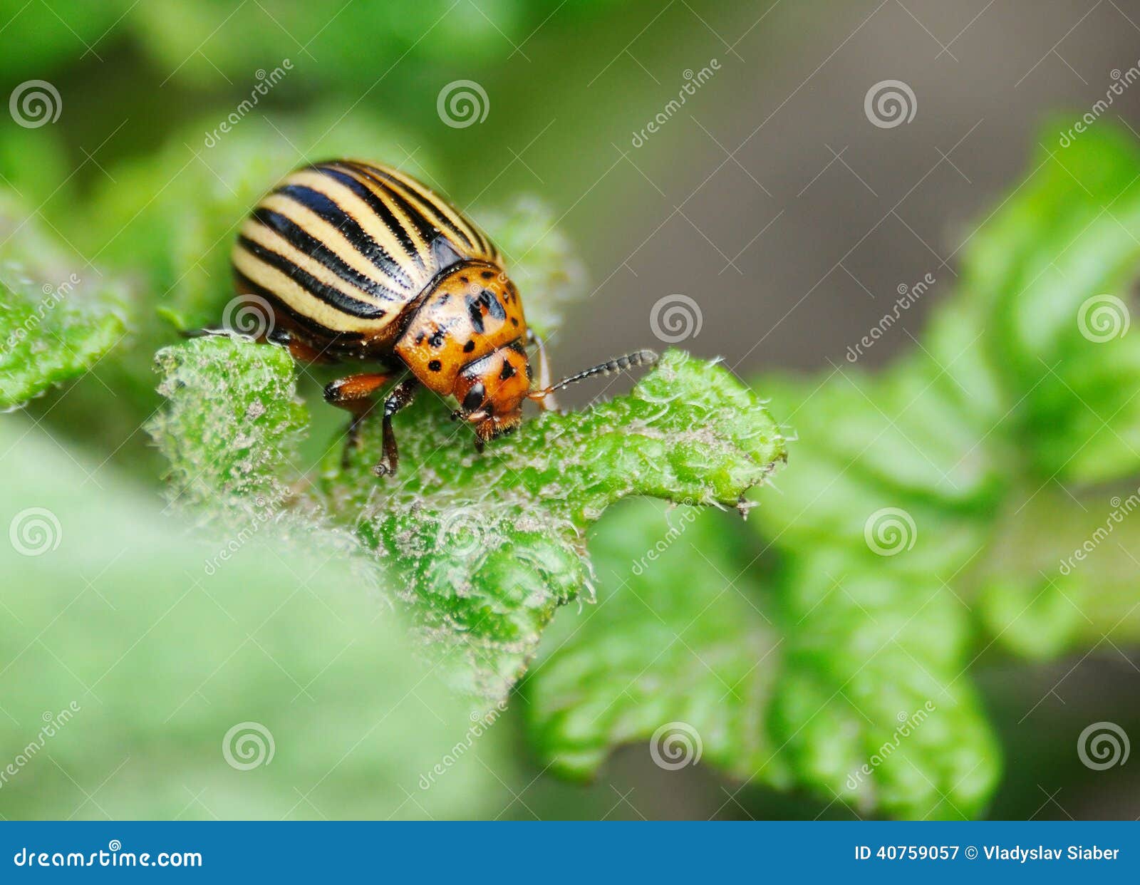 Het Insect Van Colorado Op De Aardappel Stock Afbeelding - Image of ...