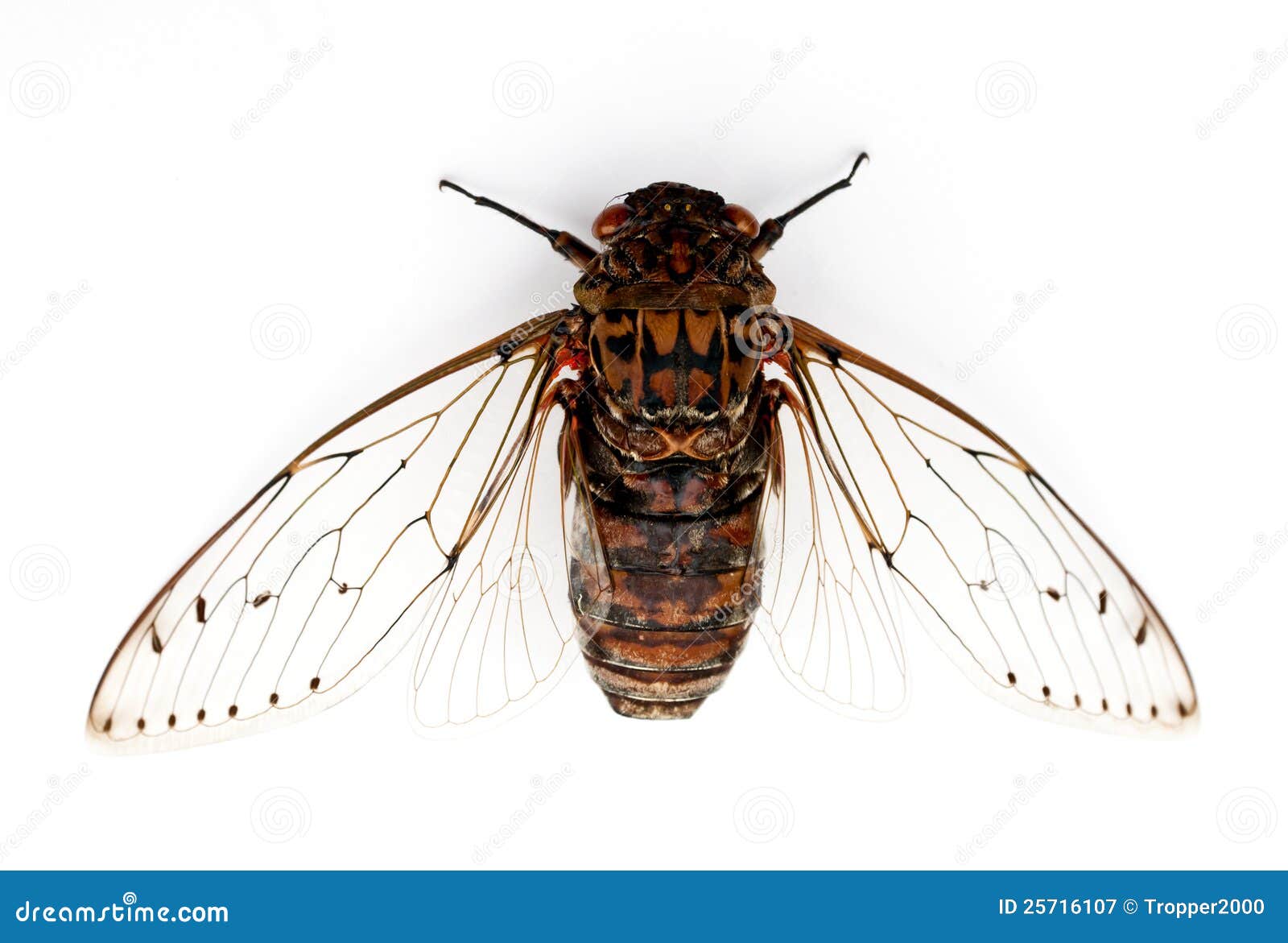 Het insect van de cicade. stock afbeelding. Image of zomer - 25716107