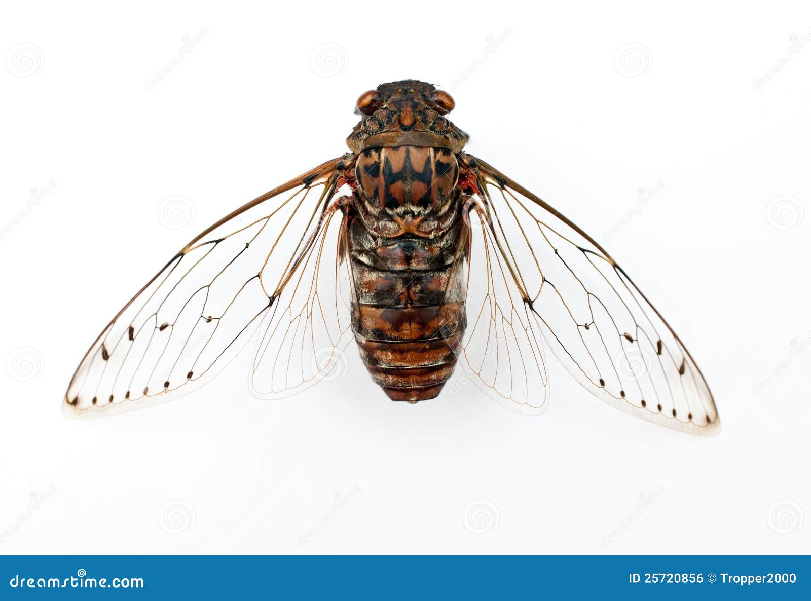Het insect van de cicade. stock foto. Image of veenmol - 25720856