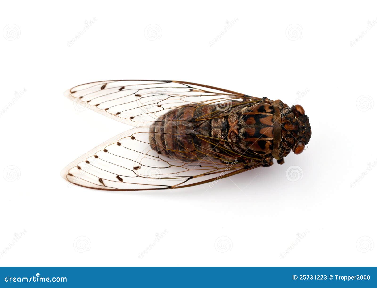 Het insect van de cicade. stock afbeelding. Image of macro - 25731223