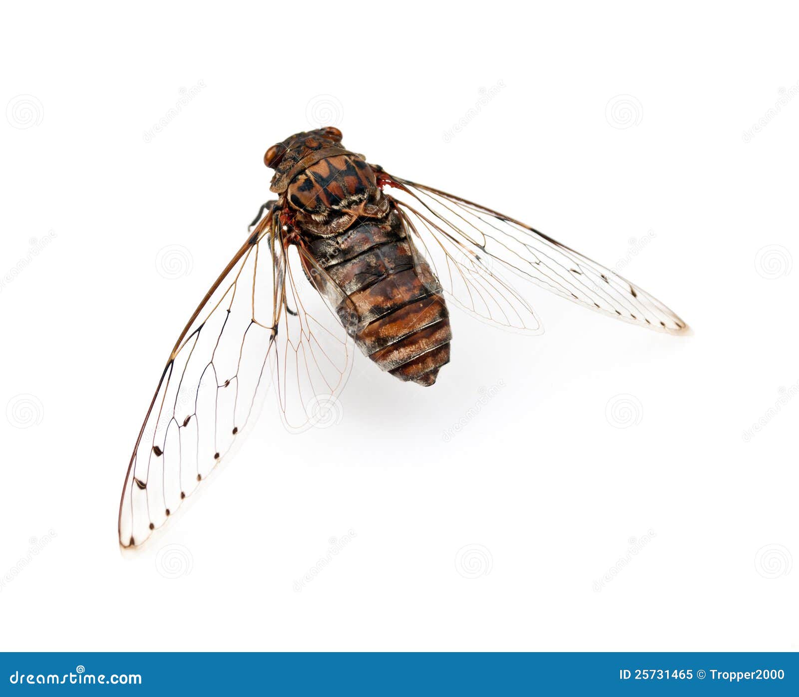 Het insect van de cicade. stock afbeelding. Image of nave - 25731465
