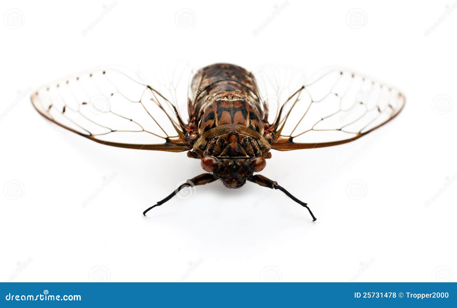 Het insect van de cicade. stock foto. Image of hoofd - 25731478