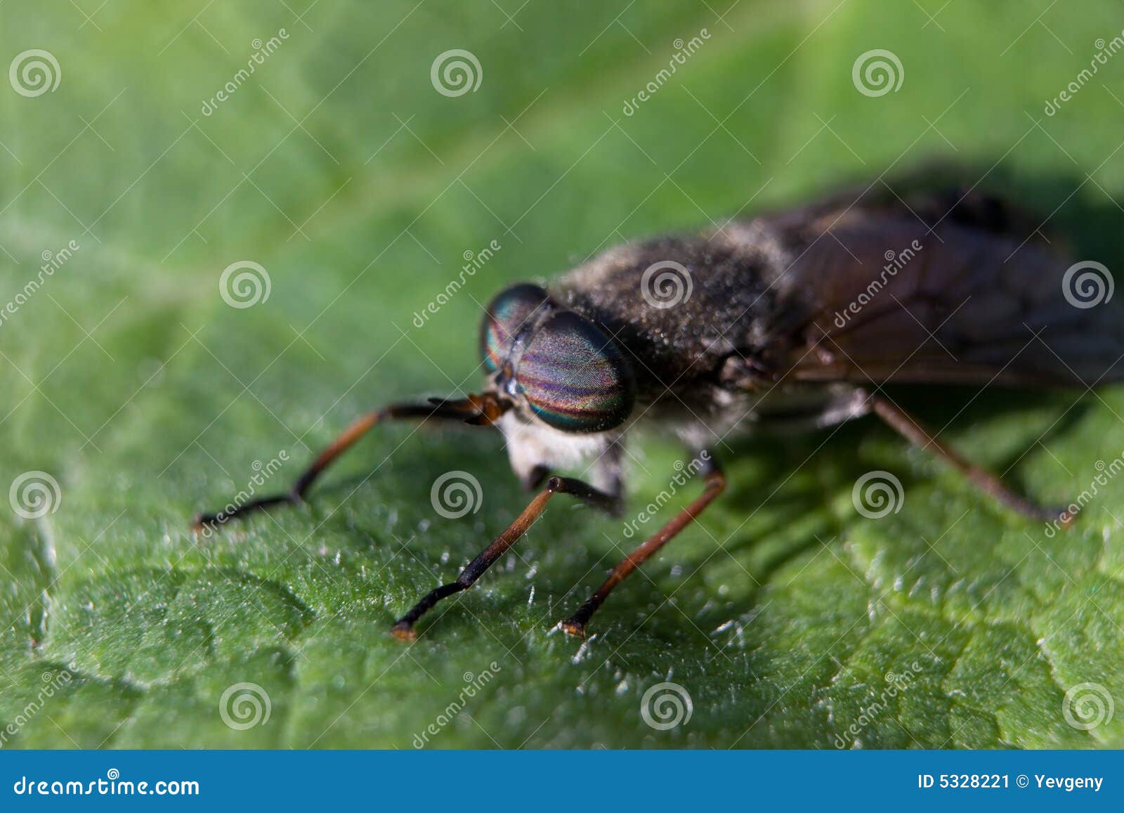 Het Insect van de daas stock afbeelding. Image of irritatie - 5328221