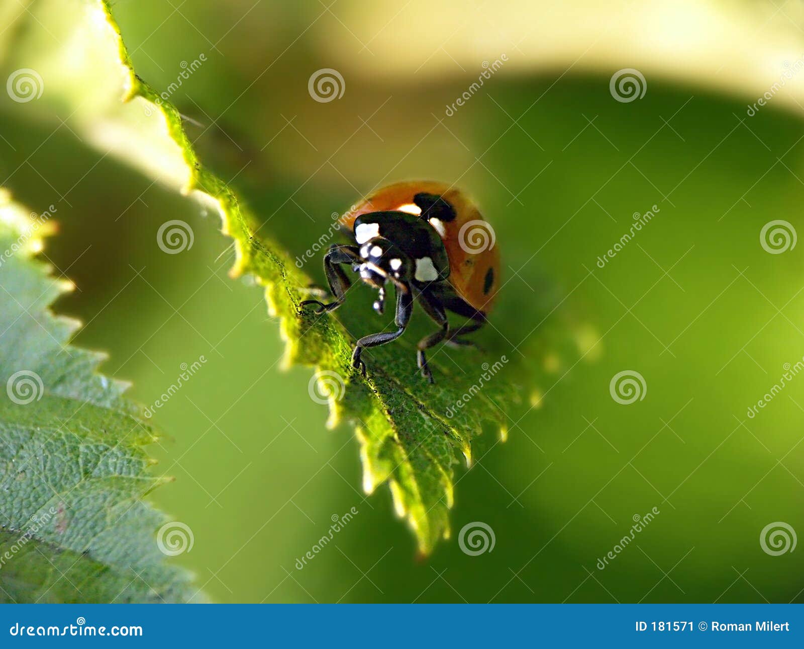 Het insect van de dame stock afbeelding. Image of punten - 181571