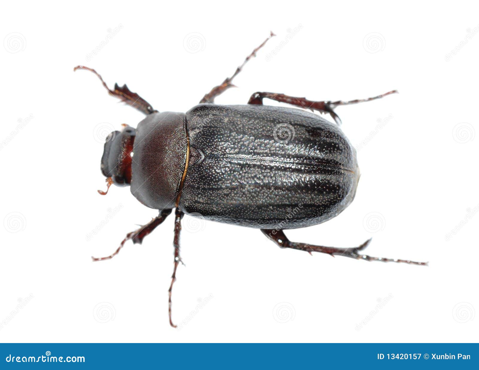 Het insect van de kever stock afbeelding. Image of sluit - 13420157