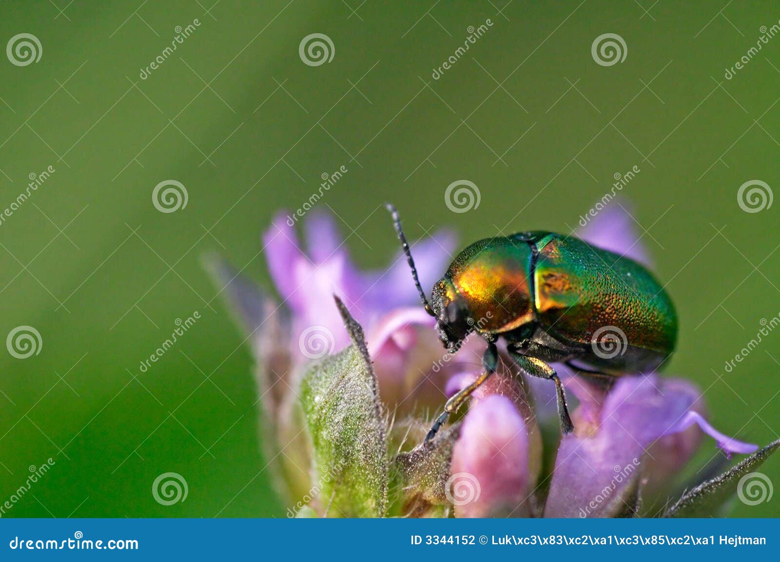 Het insect van de kever stock foto. Image of dier, antennes - 3344152