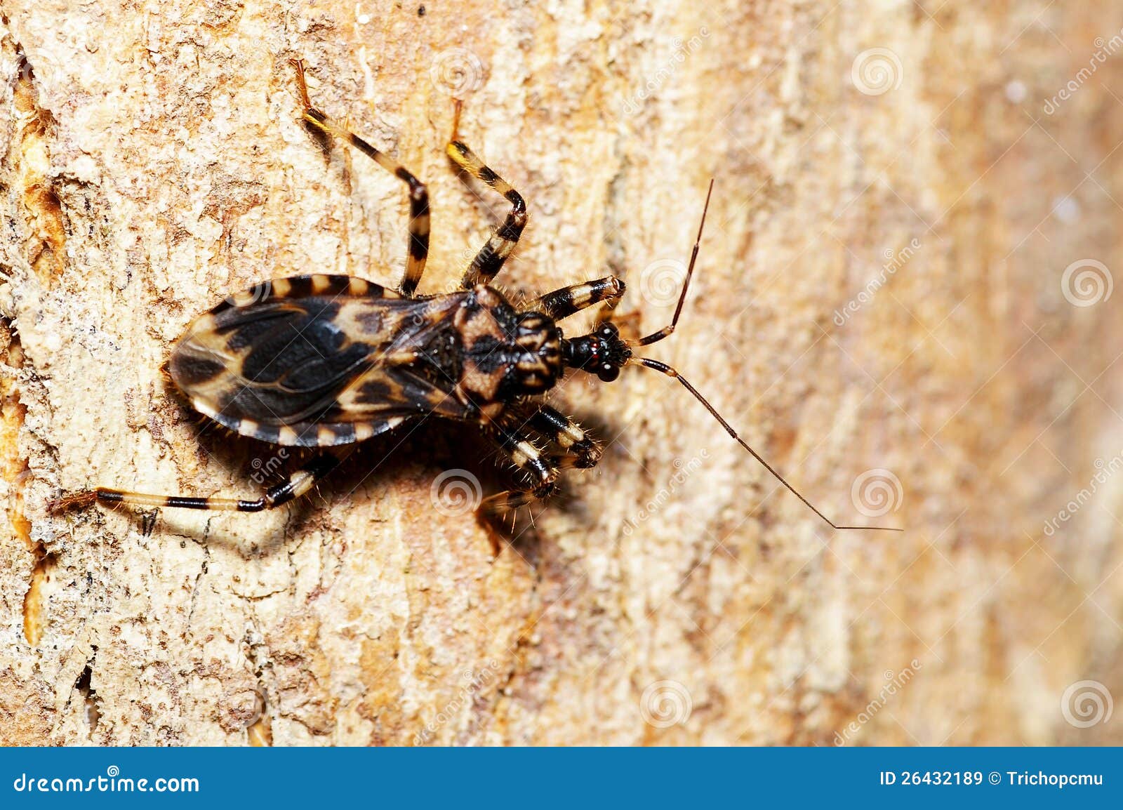 Het Insect Van De Moordenaar Stock Afbeelding - Image of tropisch ...