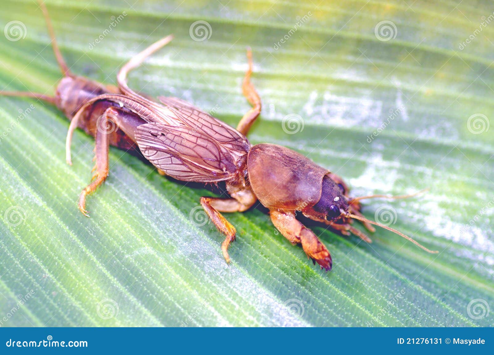 Het insect van de snijder stock afbeelding. Image of ongedierte - 21276131