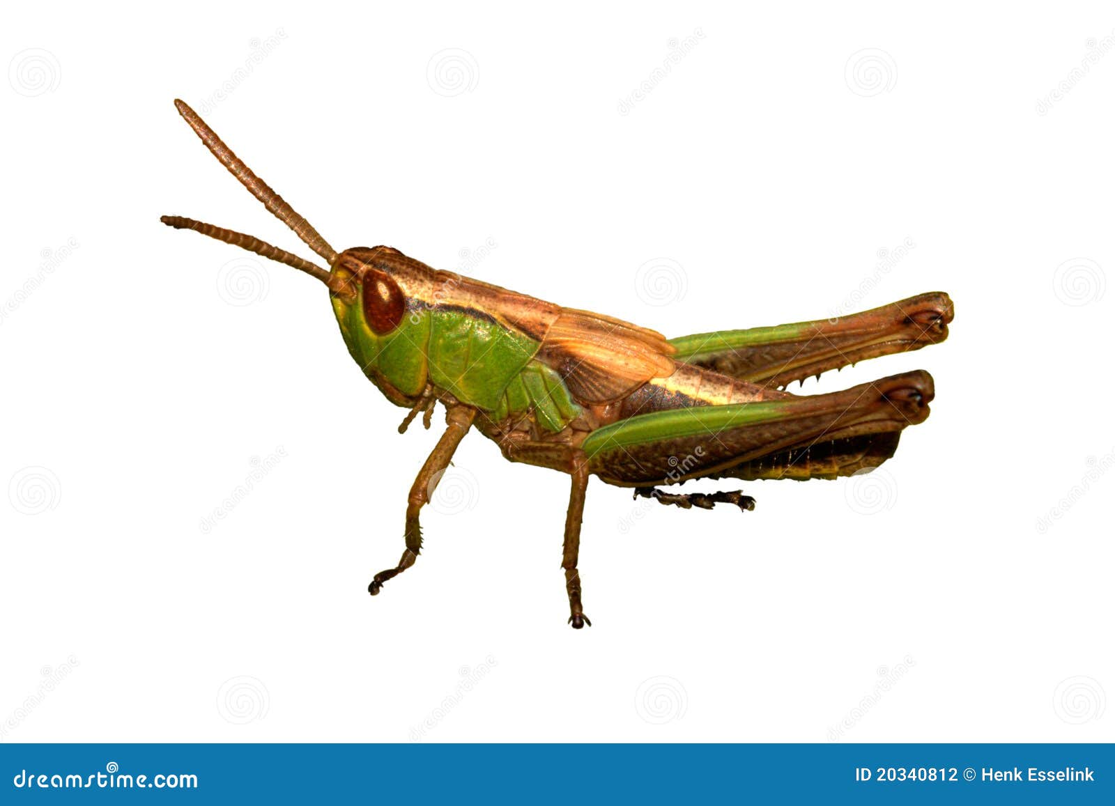 Het Insect Van De Sprinkhaan Stock Foto - Image of insect, sprinkhaan ...