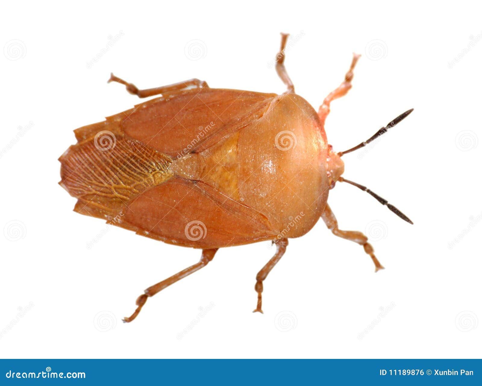 Het insect van de steek stock foto. Image of glanzend - 11189876