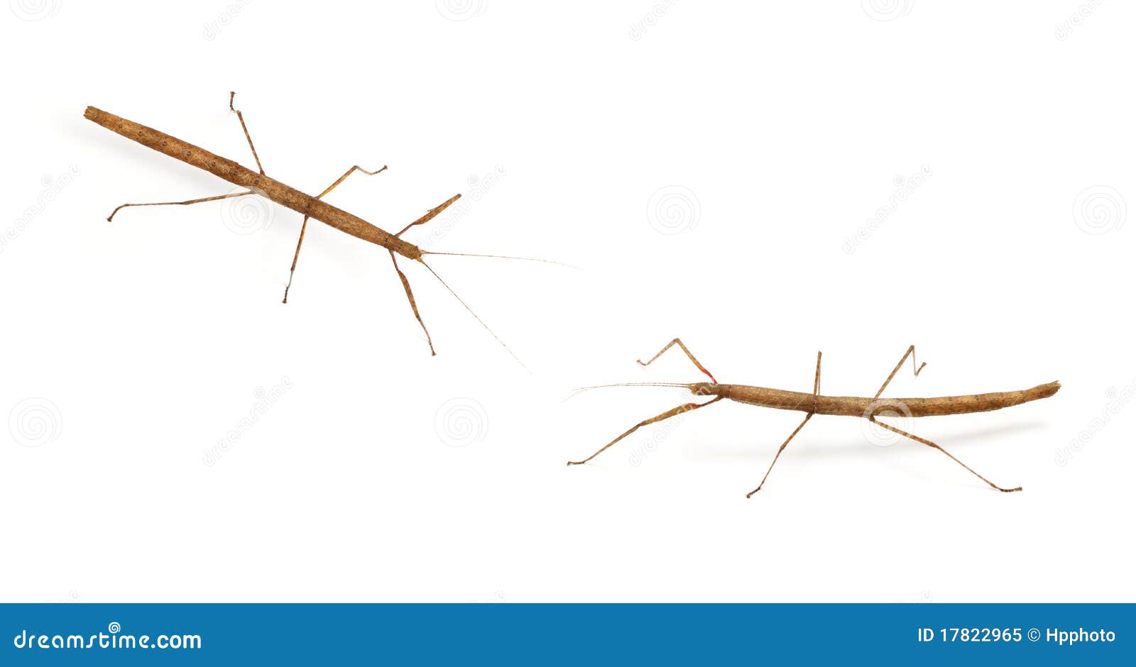 Het Insect Van De Stok, Insect Stock Afbeelding - Image of nave, lopen ...