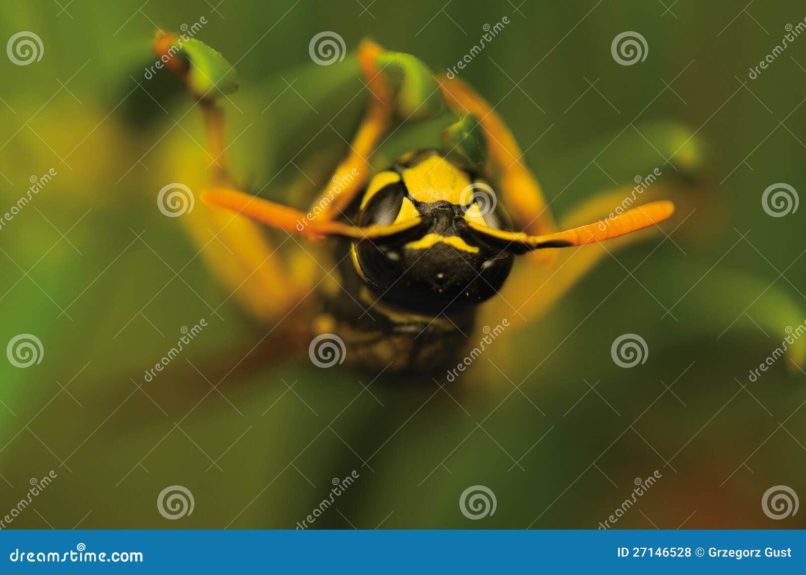 Het insect van de wesp stock foto. Image of gedetailleerd - 27146528