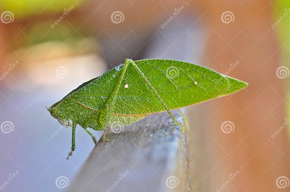 Het Insect van het blad stock foto. Image of mixer, schepsel - 14675254