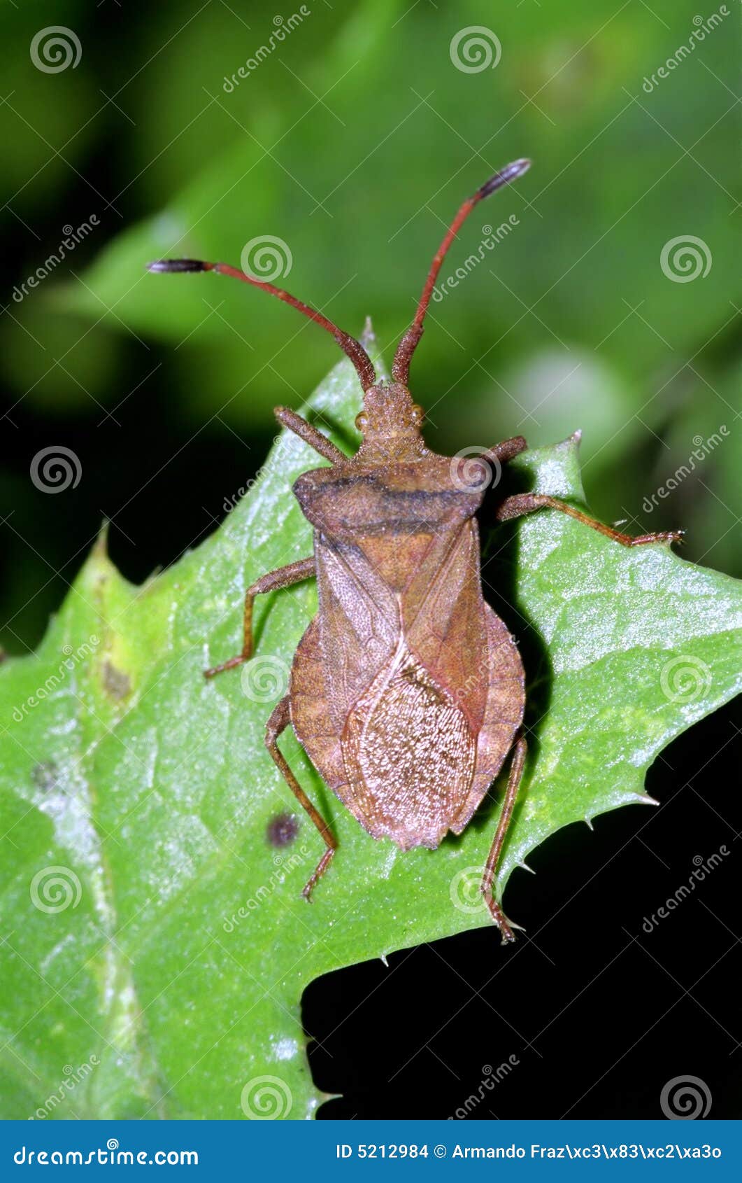 Het Insect Van Het Dok Van Het Blad (of Van De Pompoen) Stock Foto ...