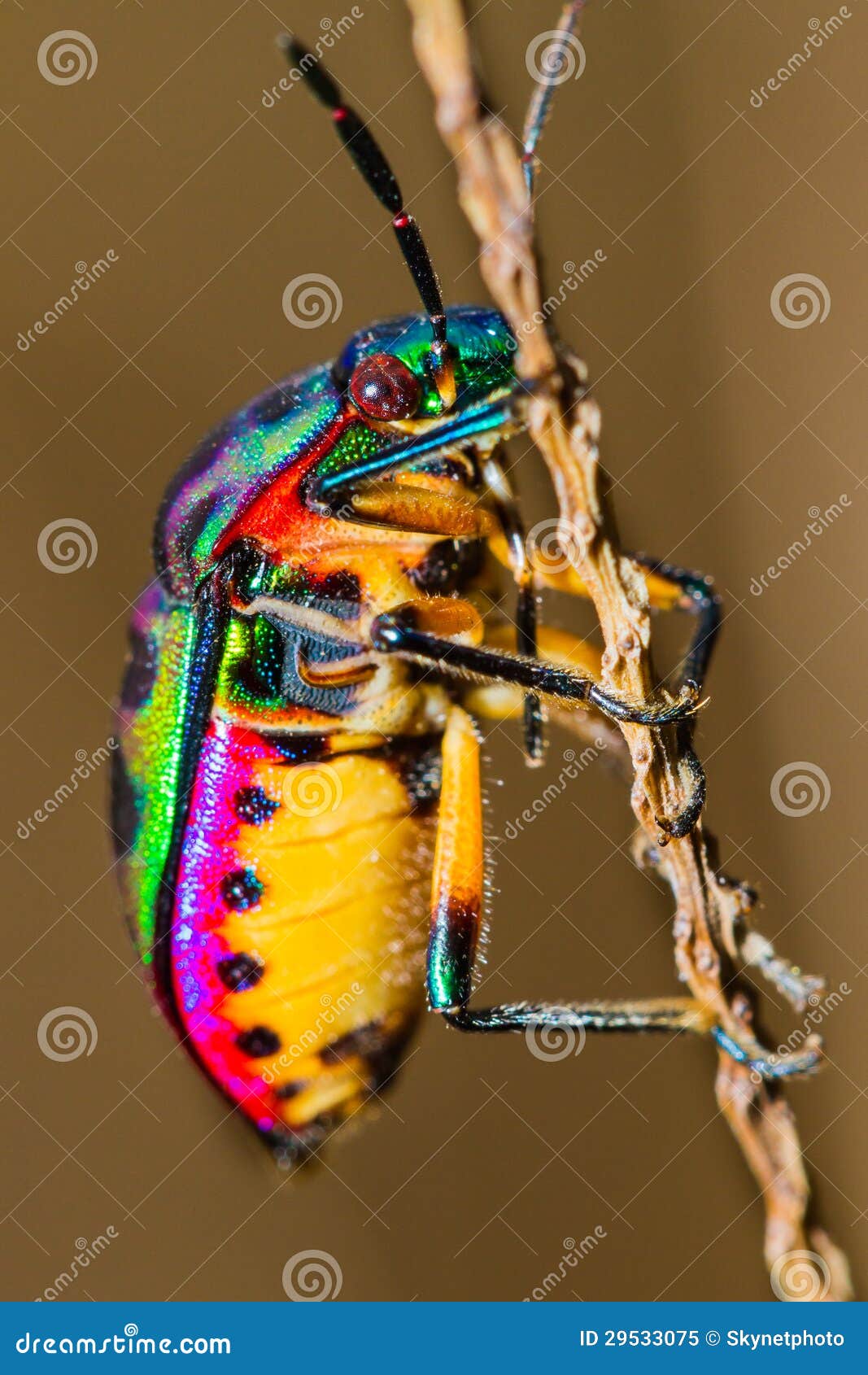 Het Insect van het juweel stock afbeelding. Image of kleur - 29533075