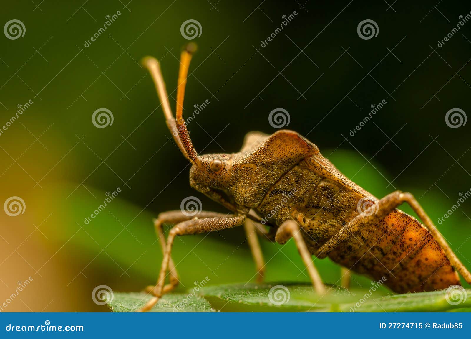 Het Insect van het schild stock afbeelding. Image of antenne - 27274715