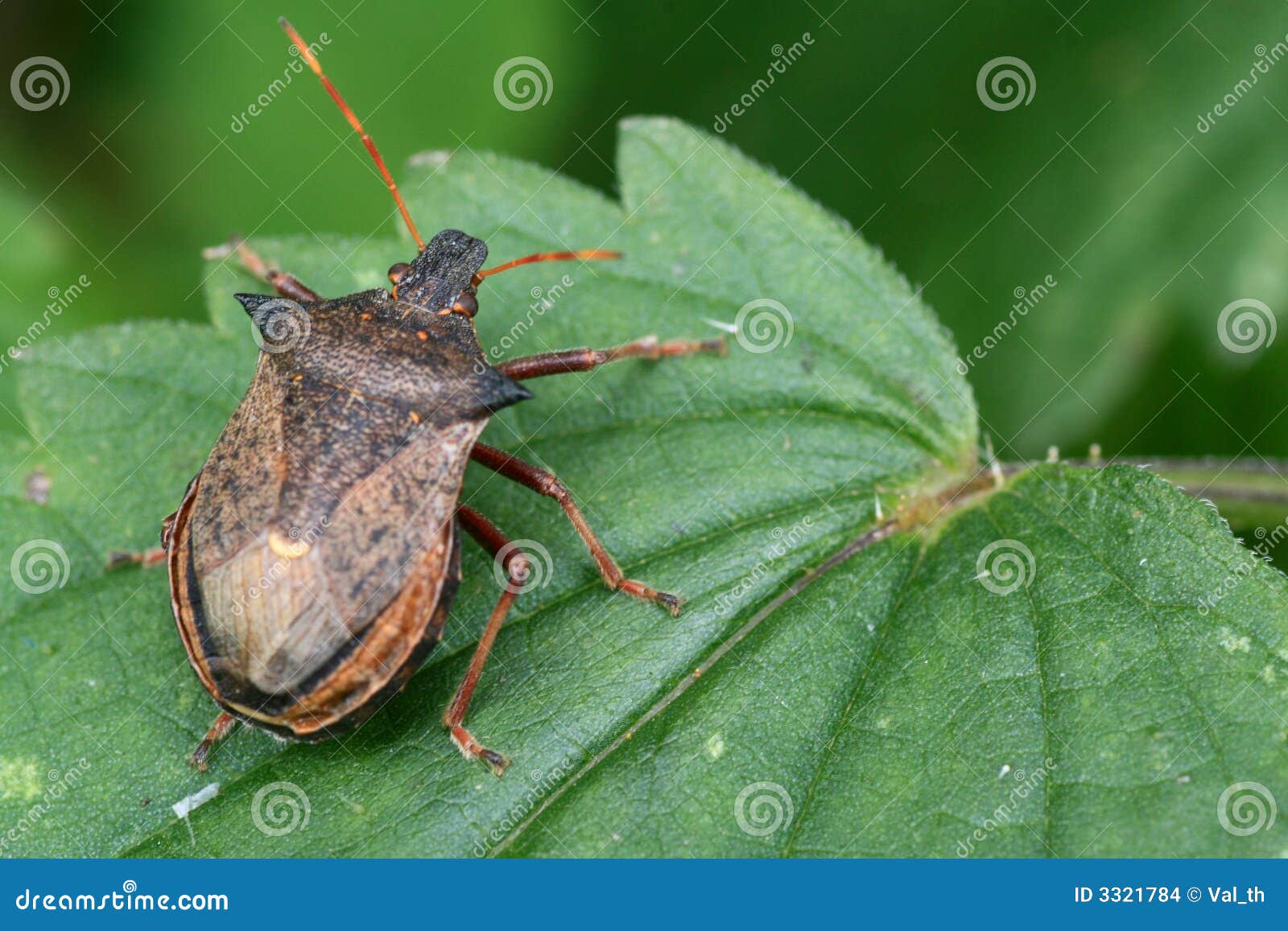 Het Insect Van Het Schild #4 Stock Foto - Image of sluit, groen: 3321784