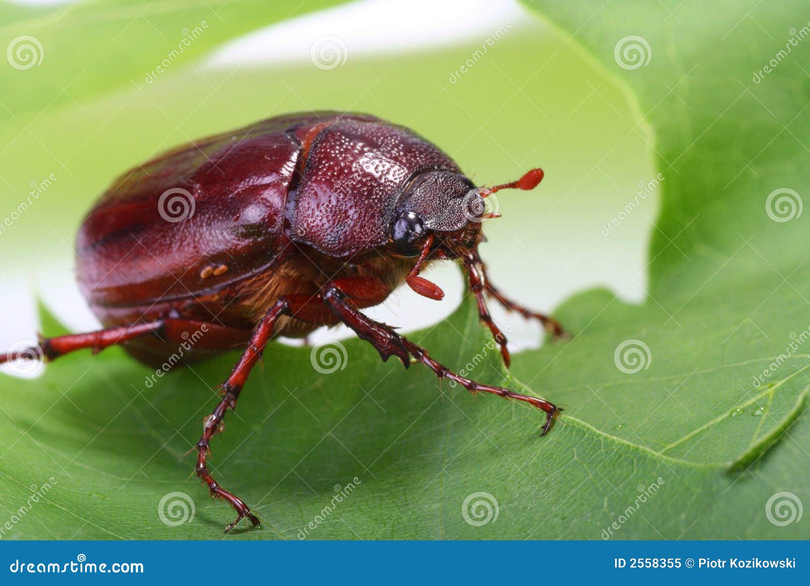 Het Insect Van Juni Op Groen Blad Stock Afbeelding - Image of kever ...