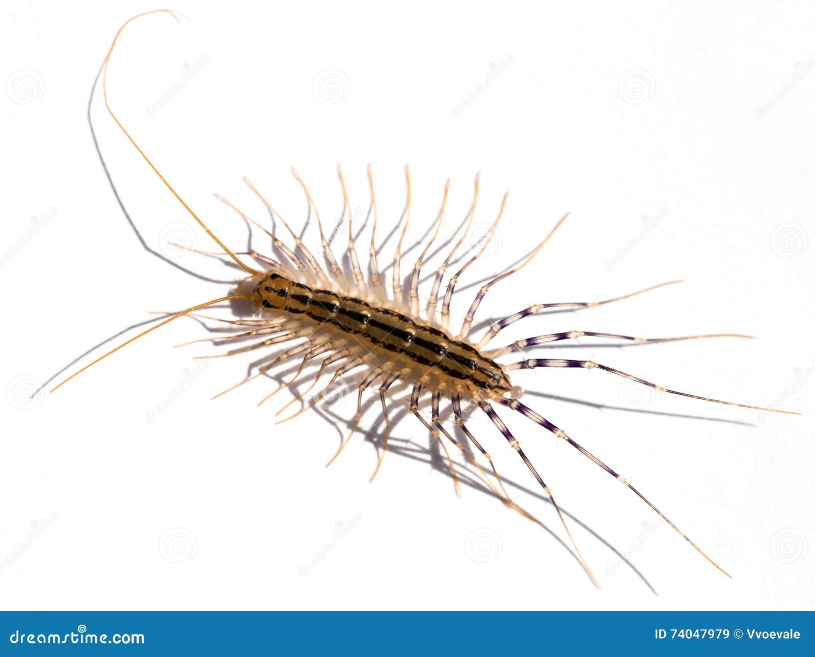 Het Insect Van Scutigeracoleoptrata Op Wit Stock Afbeelding - Image of ...