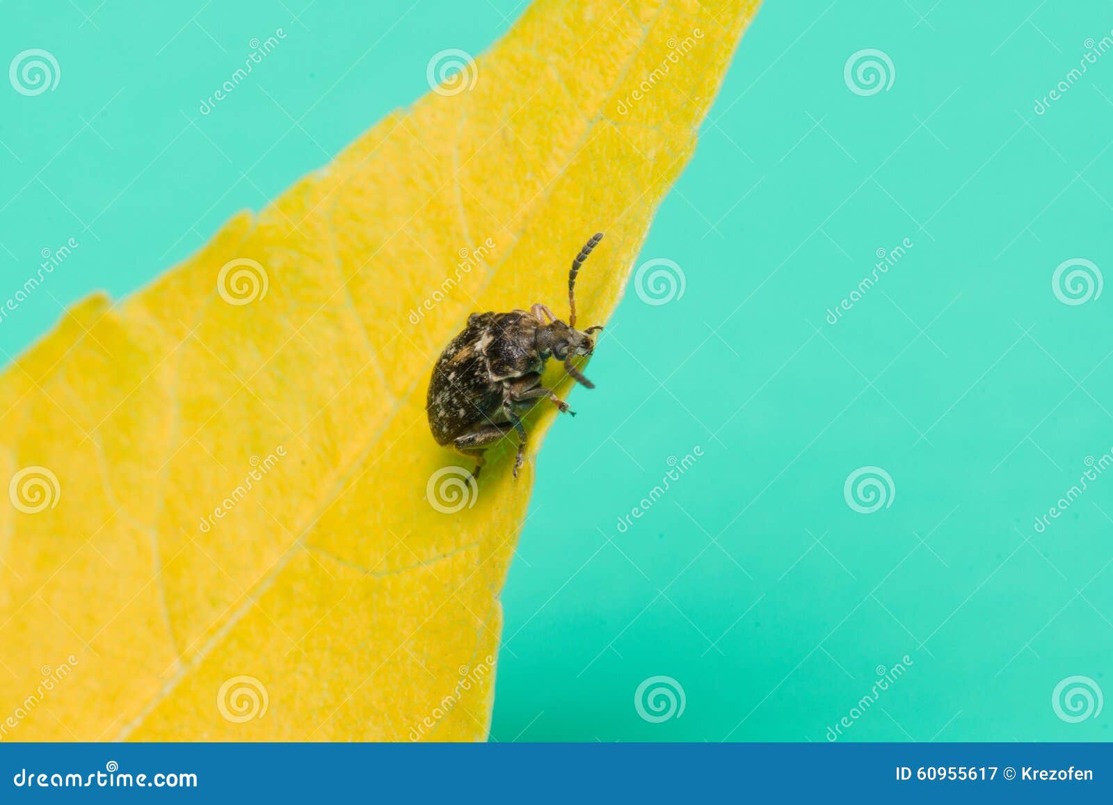 Het Insect Zit Op Een Geel Blad Stock Afbeelding - Image of huis, dier ...