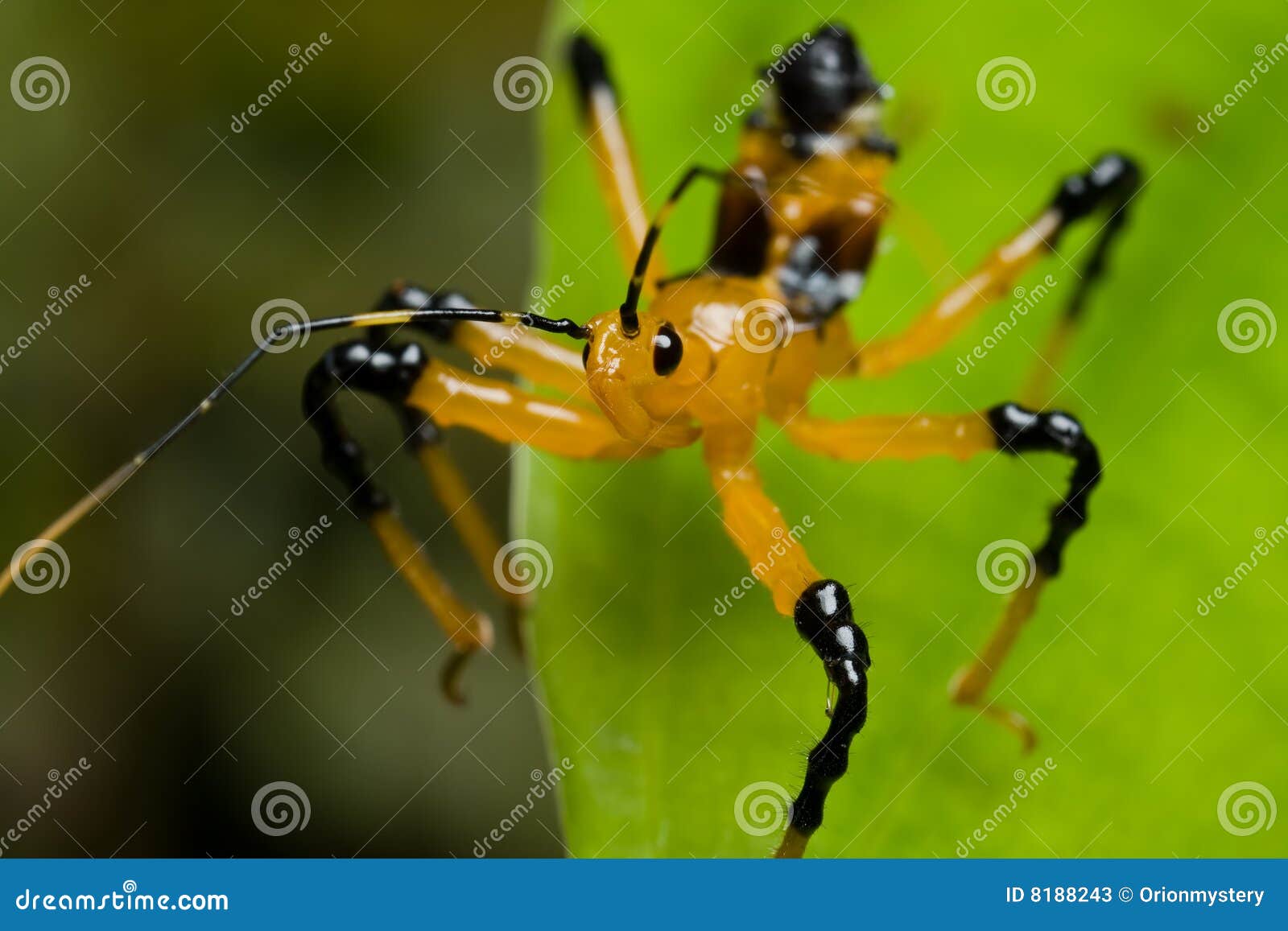 Het Insectennimf Van De Moordenaar Stock Afbeelding - Image of bruin ...