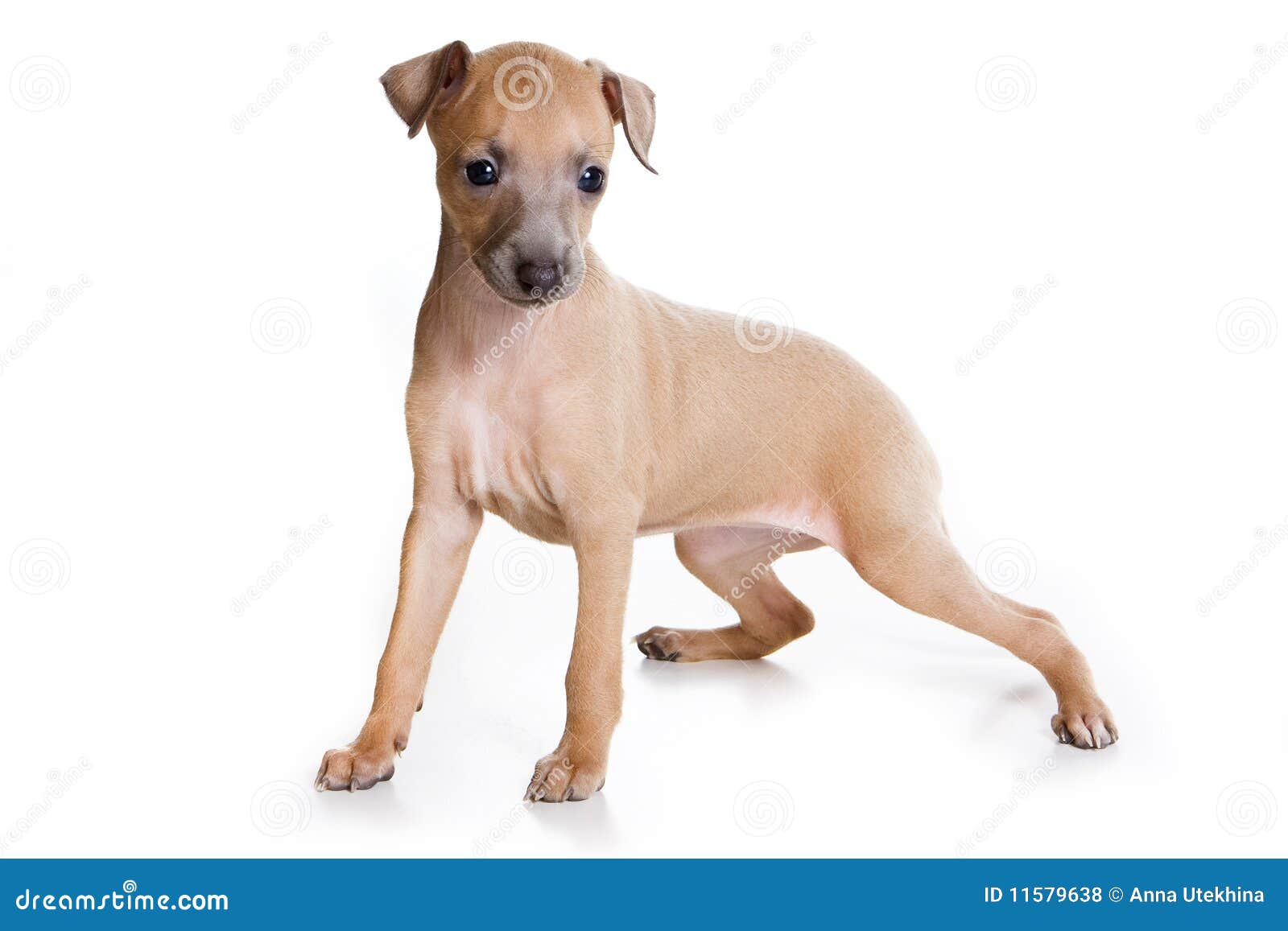 Italiaanse Windhond Terriër Mix Dier Hond Italiaanse Windhond