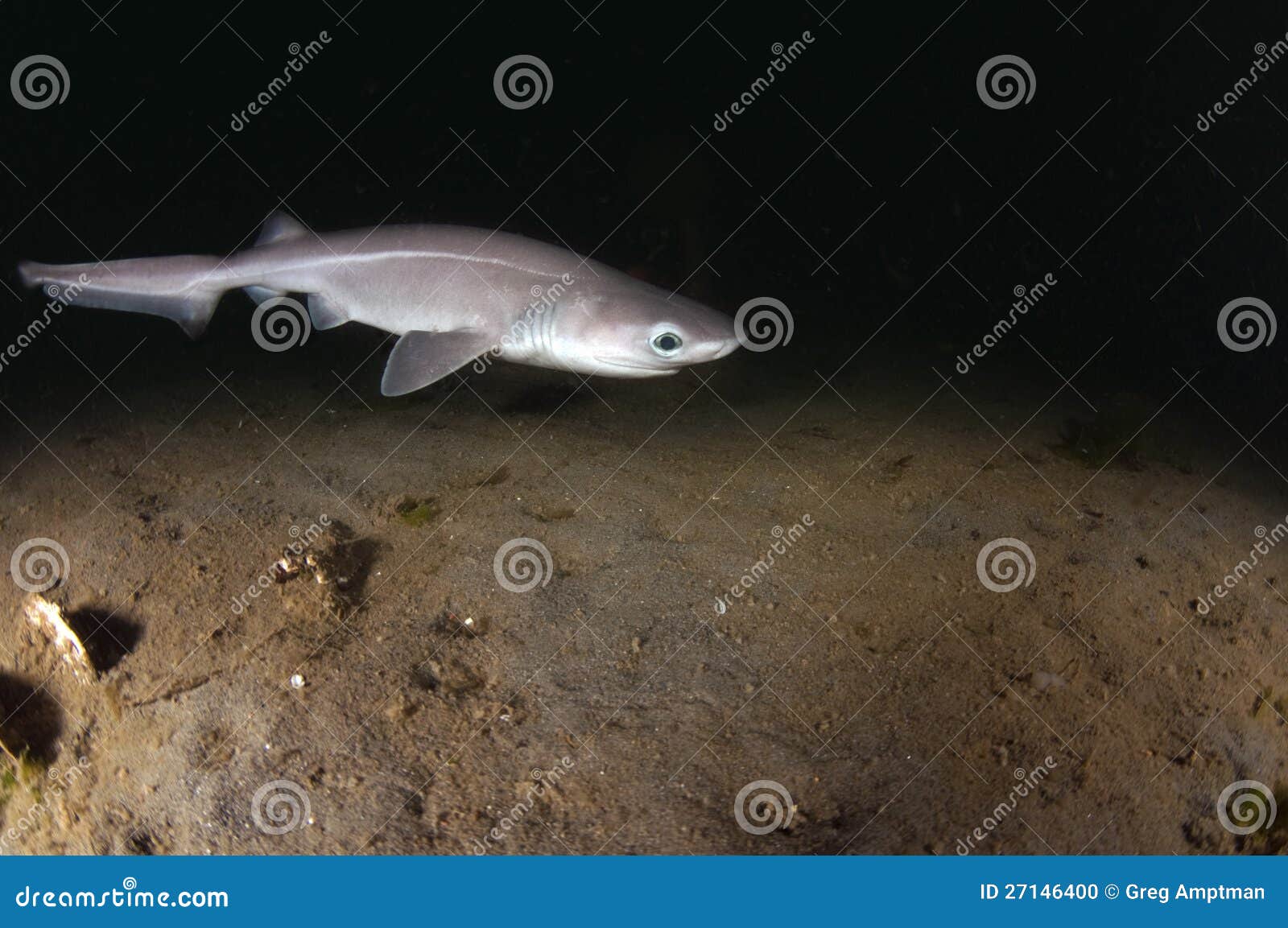 Het Jong Van De Haai Van Zes Kieuw Stock Foto - Image of zoutwater ...