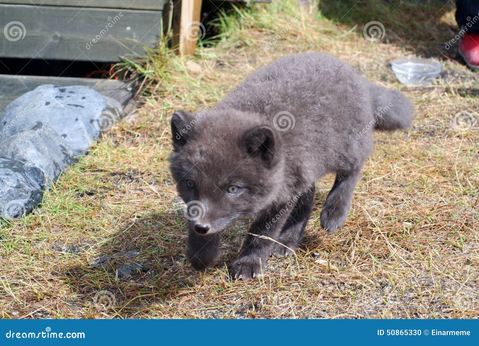 Het Jong van de Poolvos stock foto. Image of bont, noordpool - 50865330