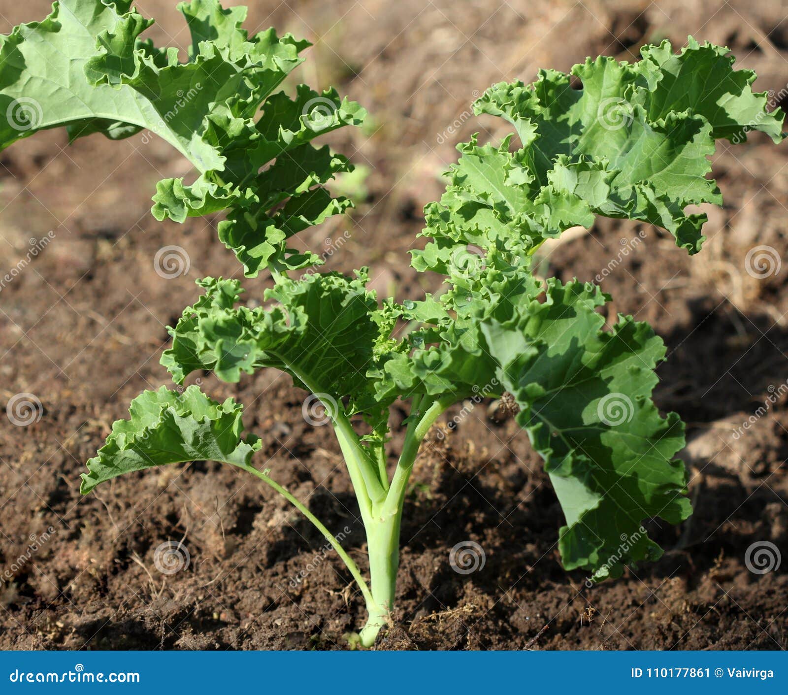 Het Jonge Boerenkool Groeien in De Moestuin Stock Afbeelding - Image of ...