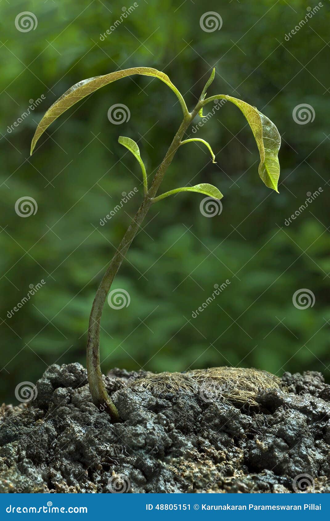Het Jonge Boompje Van De Mangoboom Stock Afbeelding - Afbeelding ...