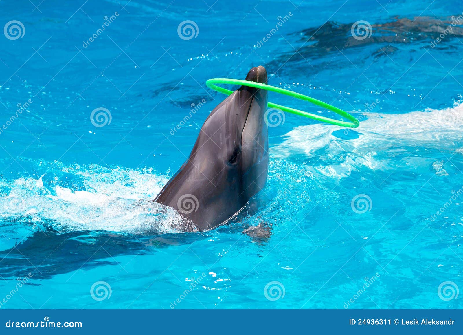 Het Jonge Dolfijn Spelen in Het Blauwe Water Stock Afbeelding - Image ...