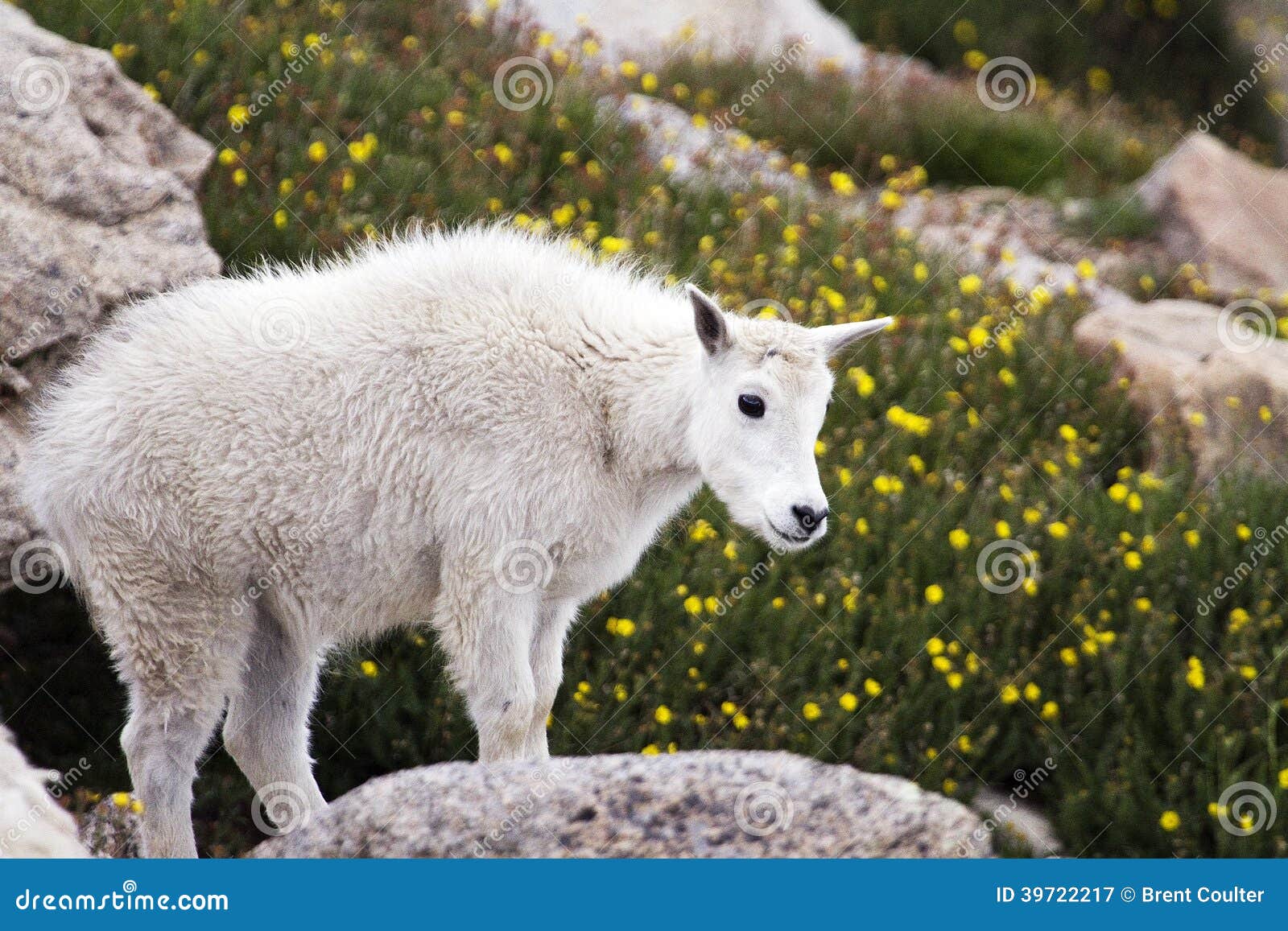 Het Jonge Geitje Van De Berggeit Stock Afbeelding - Image of colorado ...