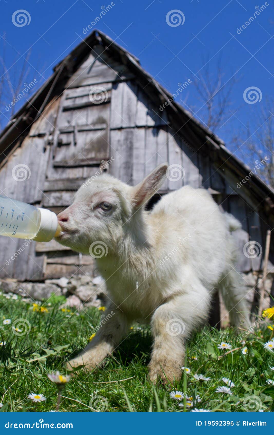 Het Jonge Geitje Van De Geit Stock Foto - Image of landbouwbedrijf ...