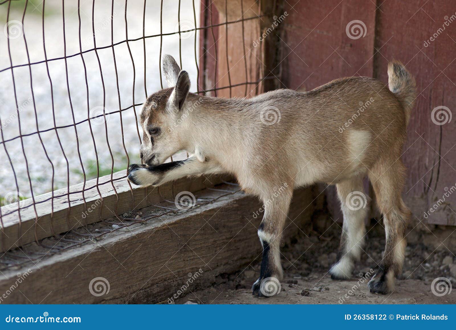 Het Jonge Geitje Van De Geit Bij Omheining Stock Foto - Image of jong ...