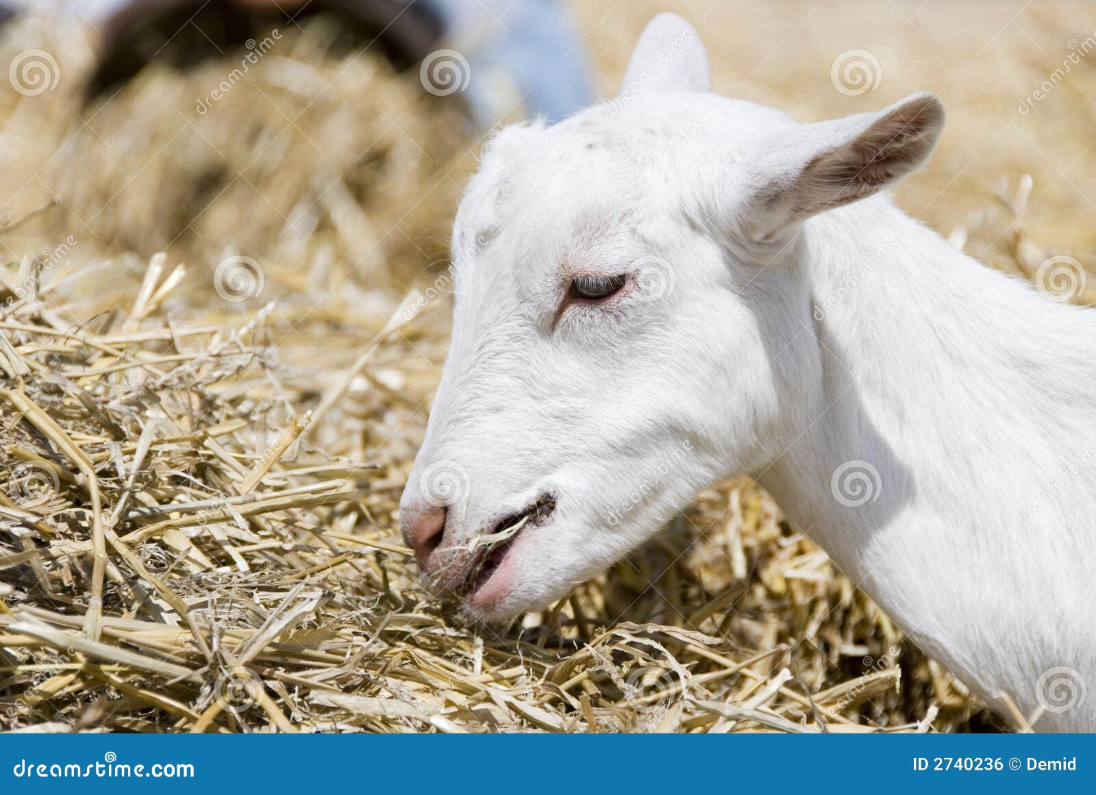 Het Jonge Geitje Van De Geit Het Eten Stock Foto - Image of schepsel ...