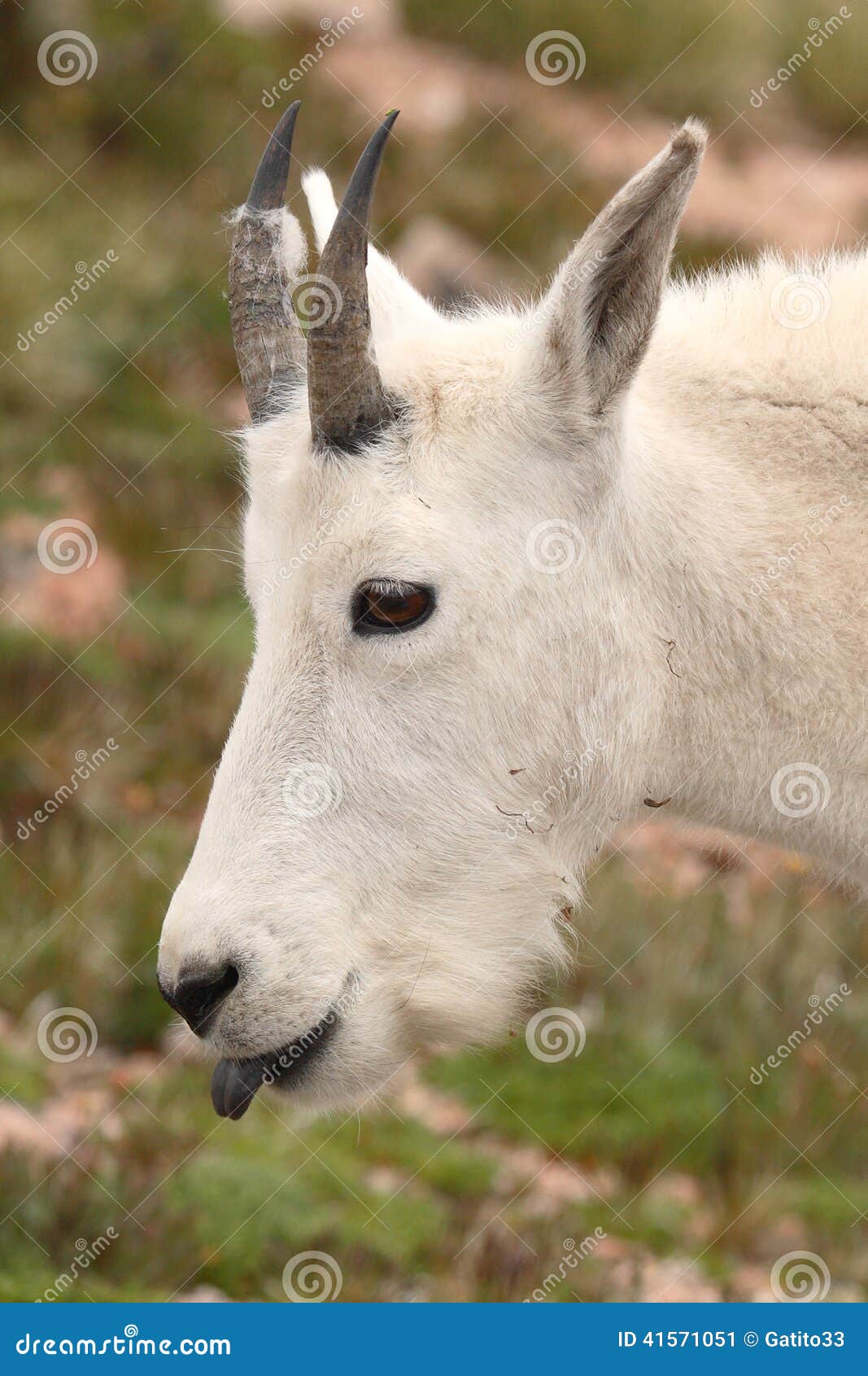 Het Jonge Geitjeportret Van De Berggeit Stock Afbeelding - Image of ...