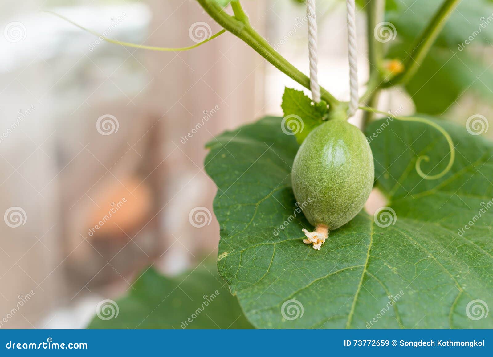 Het Jonge Groene Meloen Hangen Op Boom Stock Afbeelding - Image of ...