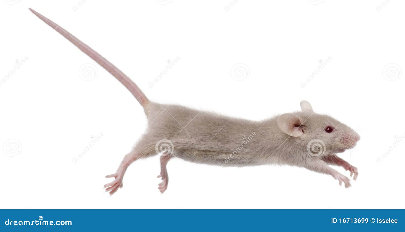 Het jonge muis springen stock afbeelding. Image of muis - 16713699