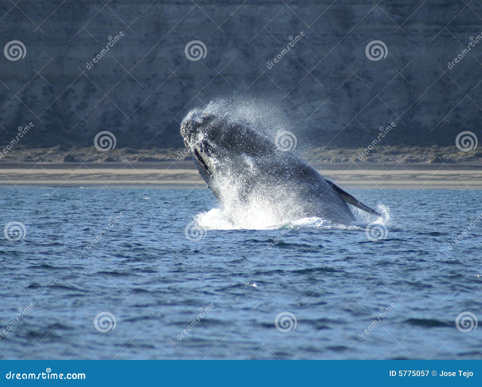 Het juiste walvis springen stock afbeelding. Image of water - 5775057