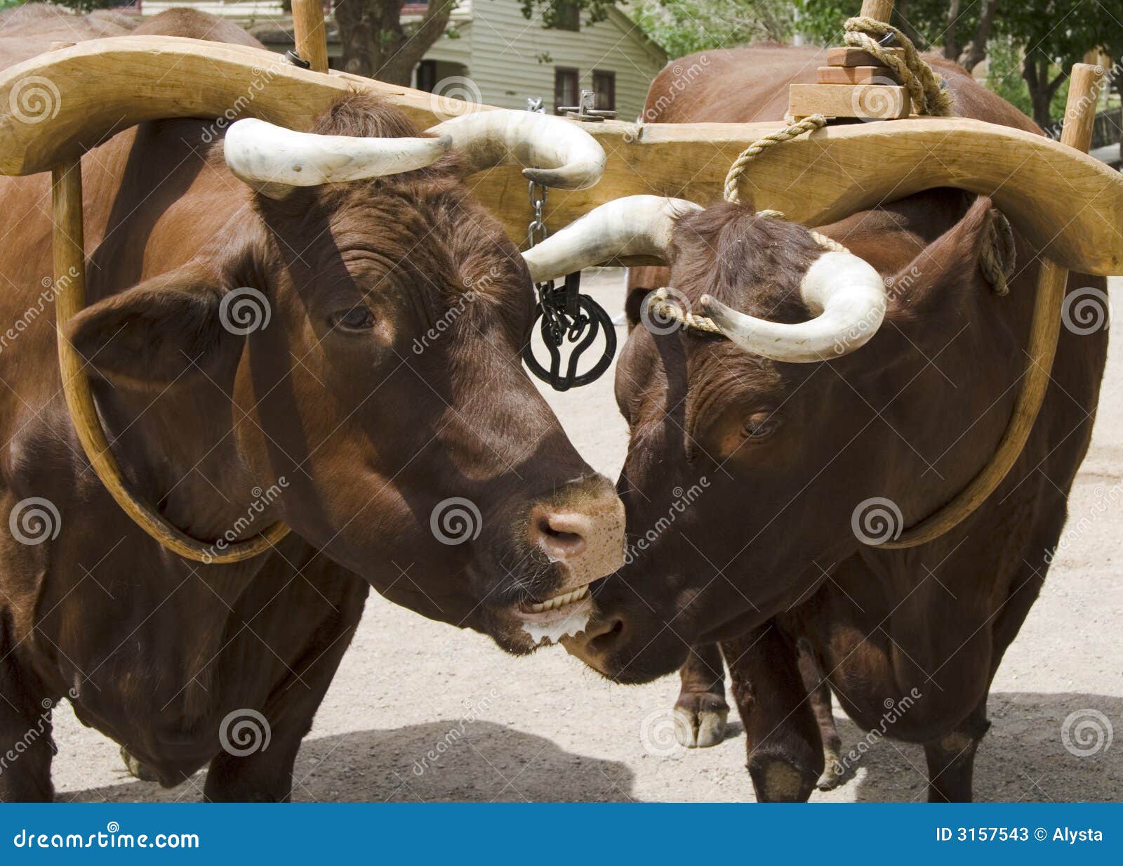 Het Juk van de os adn stock afbeelding. Image of groepswerk - 3157543