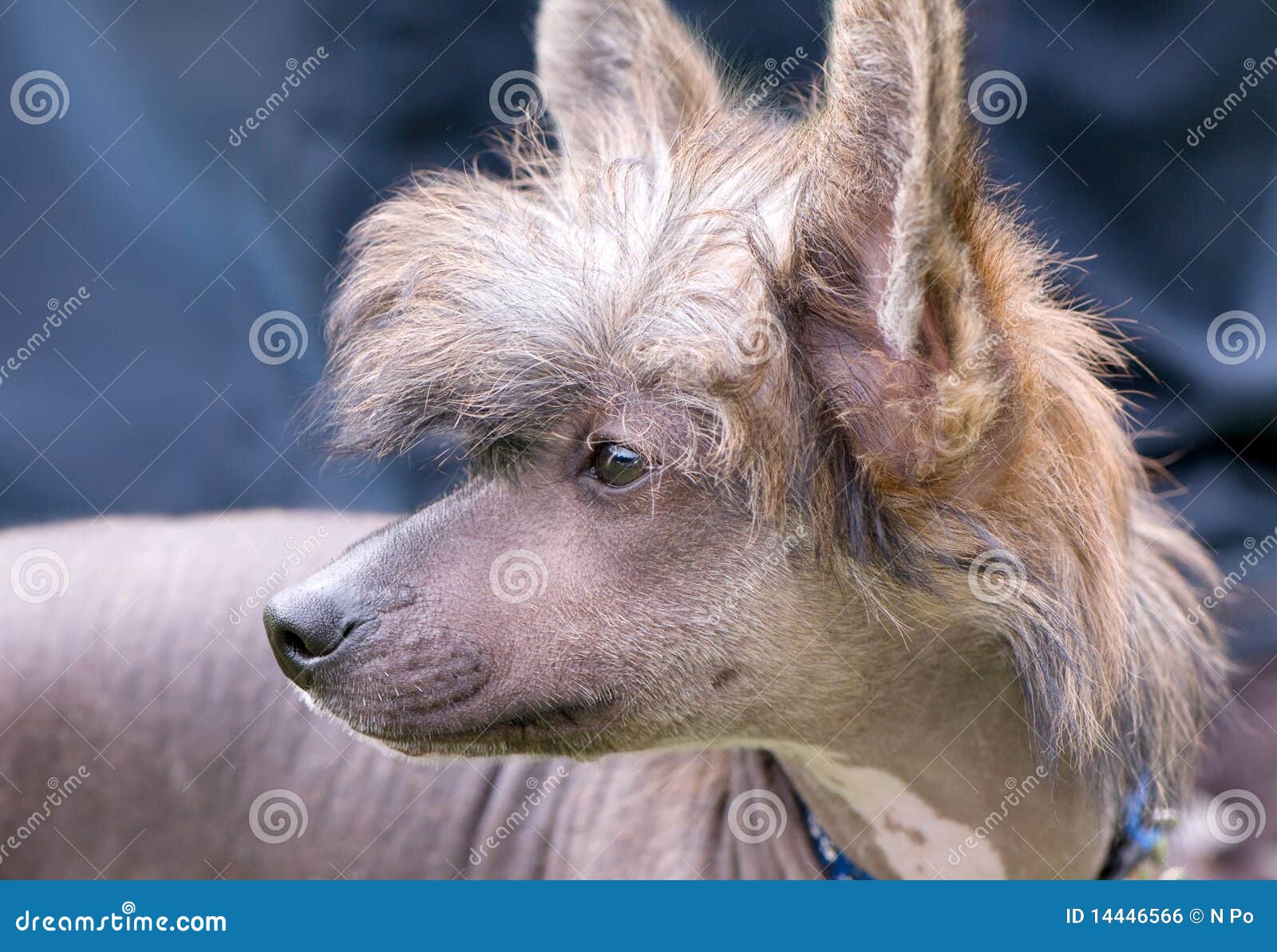 Het Kale Chinese Kuifportret Van De Hond Stock Foto - Image of ...