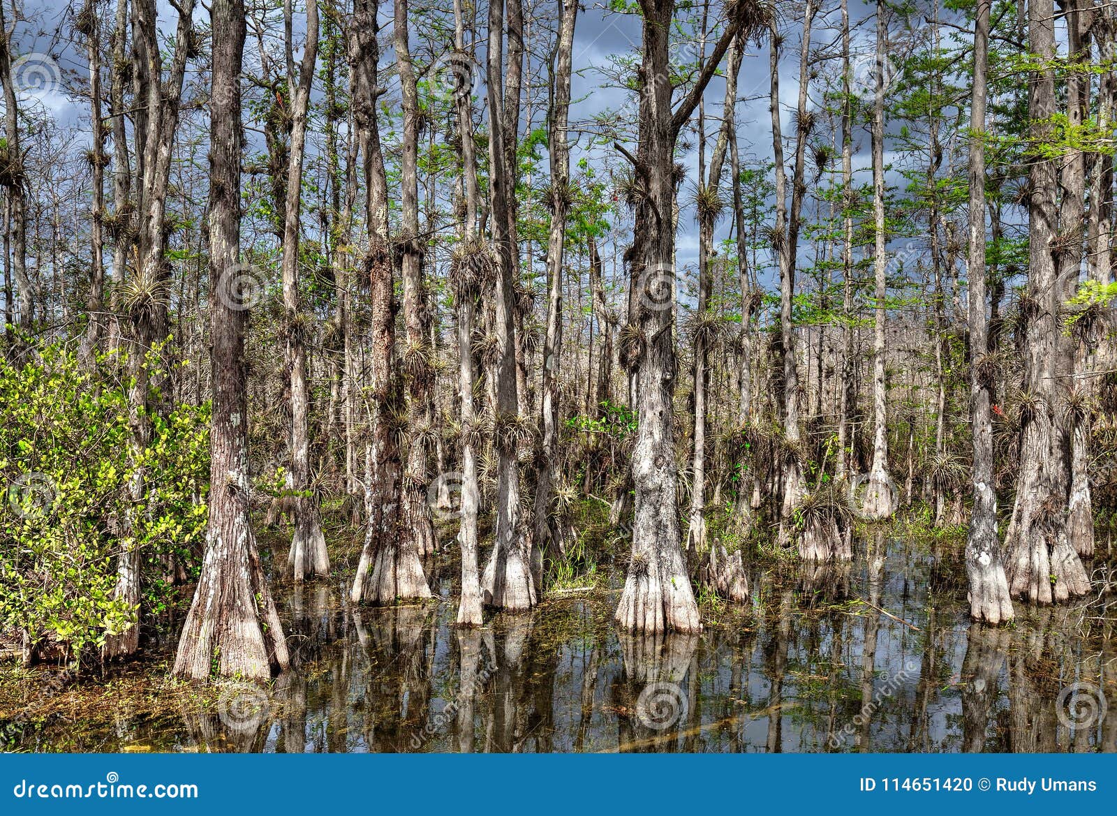 Het Kale Moeras Van Cipresbomen in Grote Cipres Stock Foto - Image of ...