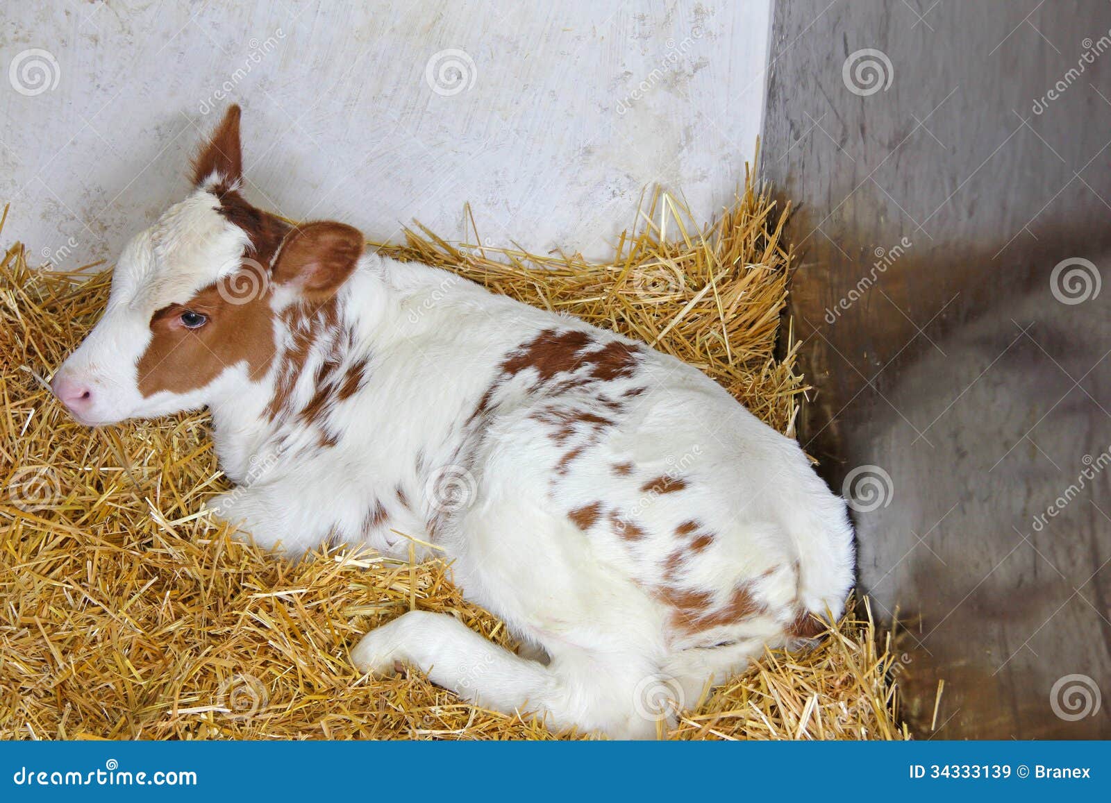 Het kalf ligt in box stock afbeelding. Image of veevoeder - 34333139