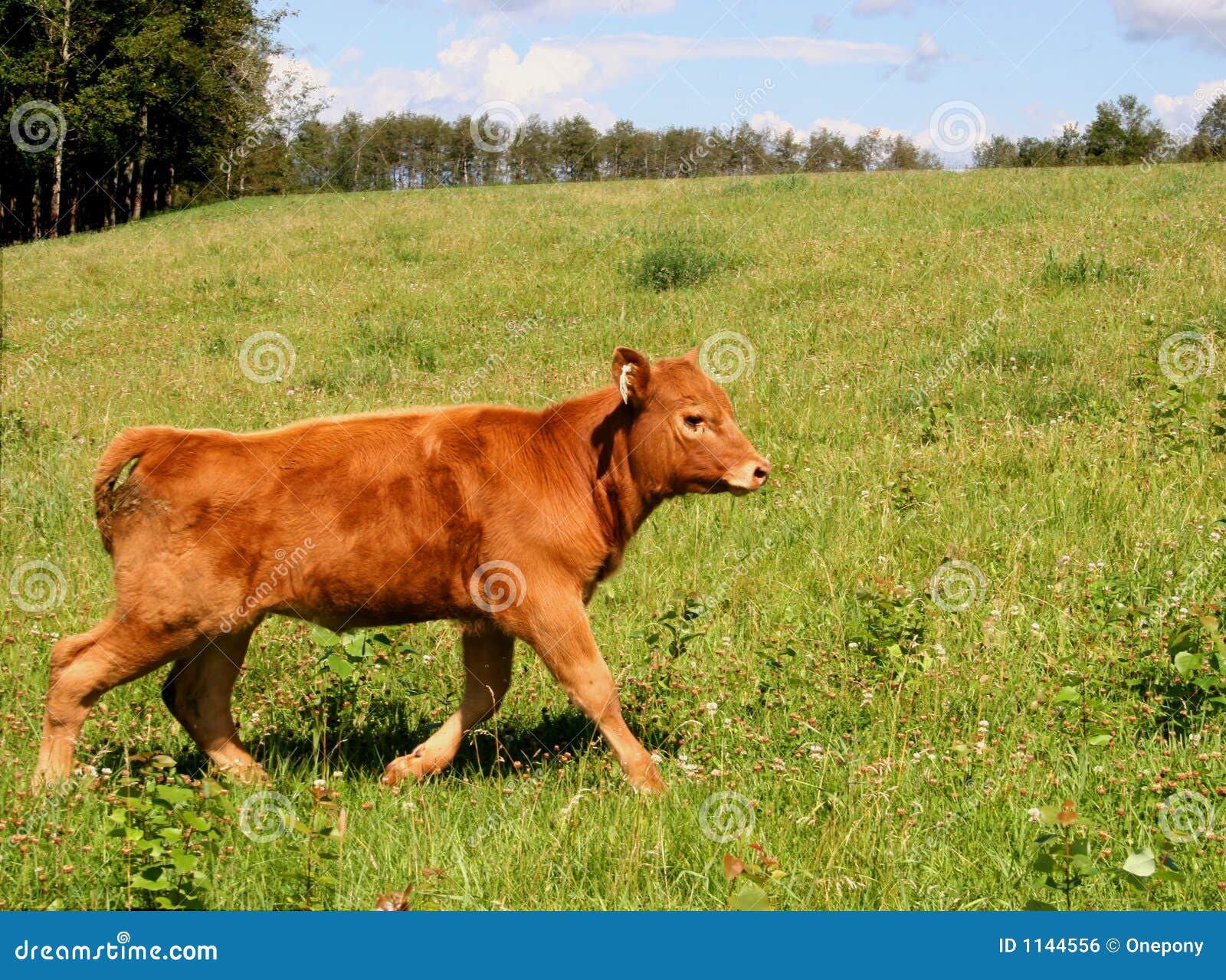 Het Kalf van de baby stock foto. Image of landbouwbedrijf - 1144556