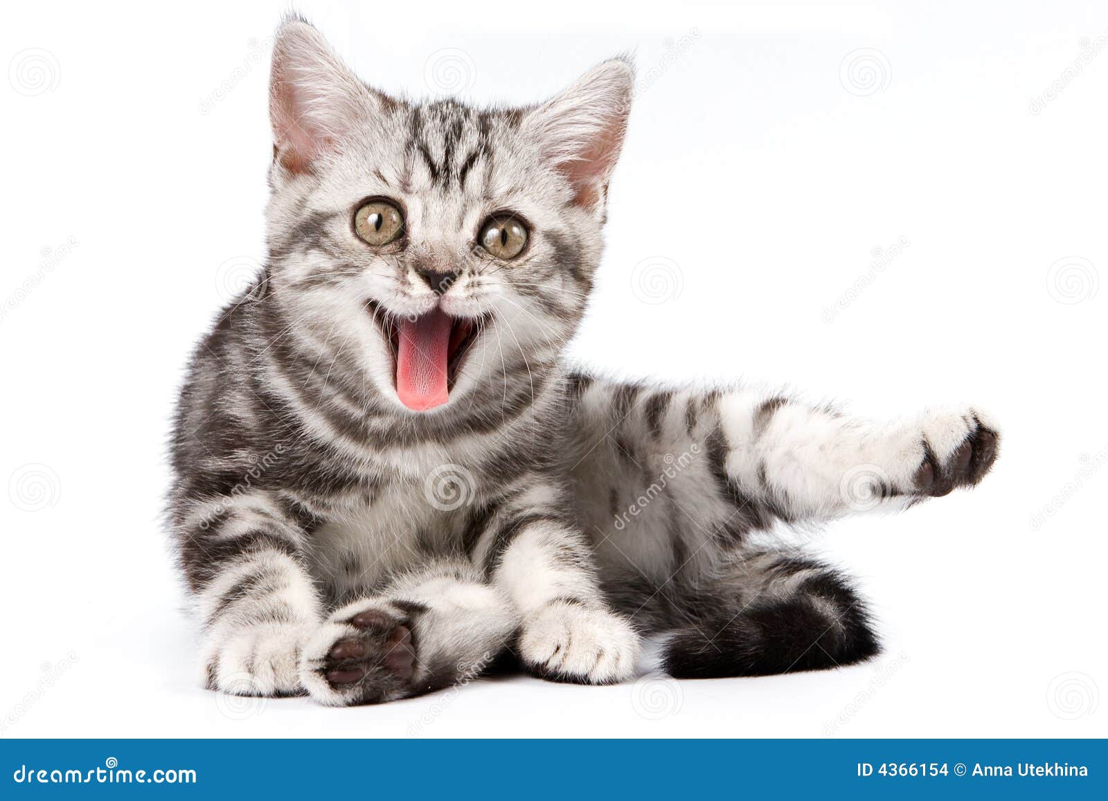 Het Katje Van De Gestreepte Kat Stock Foto - Image of blij, lief: 4366154