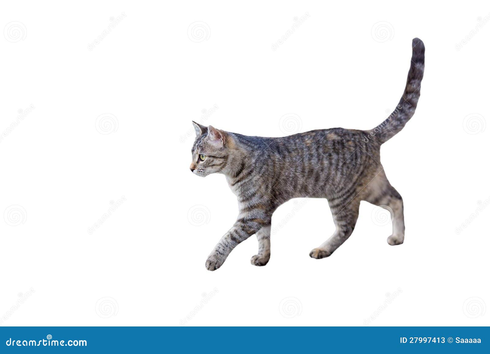Het Katje Van De Gestreepte Kat Het Lopen Stock Afbeelding - Image of ...
