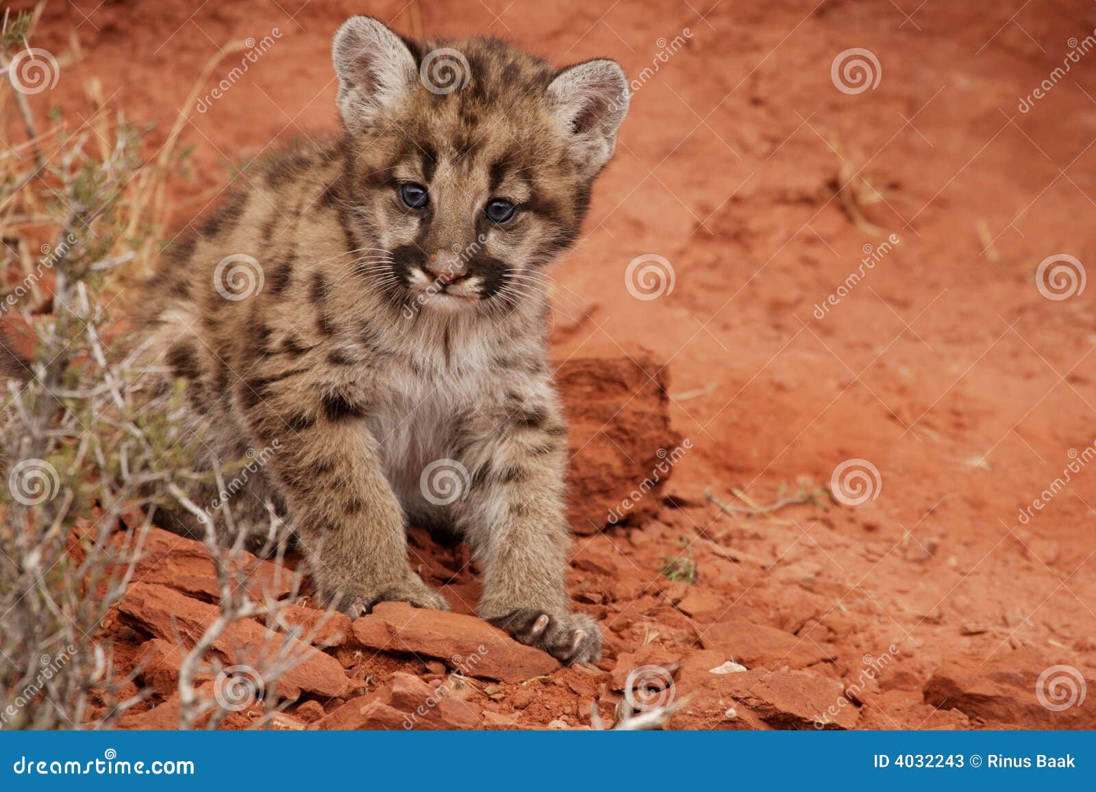 Het Katje van de poema stock afbeelding. Image of kijken - 4032243